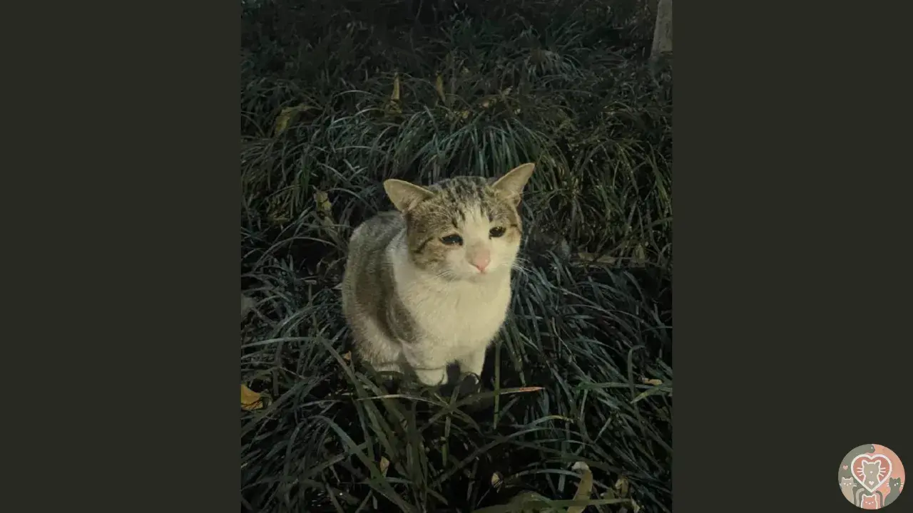 Consequences of Ignoring Cats